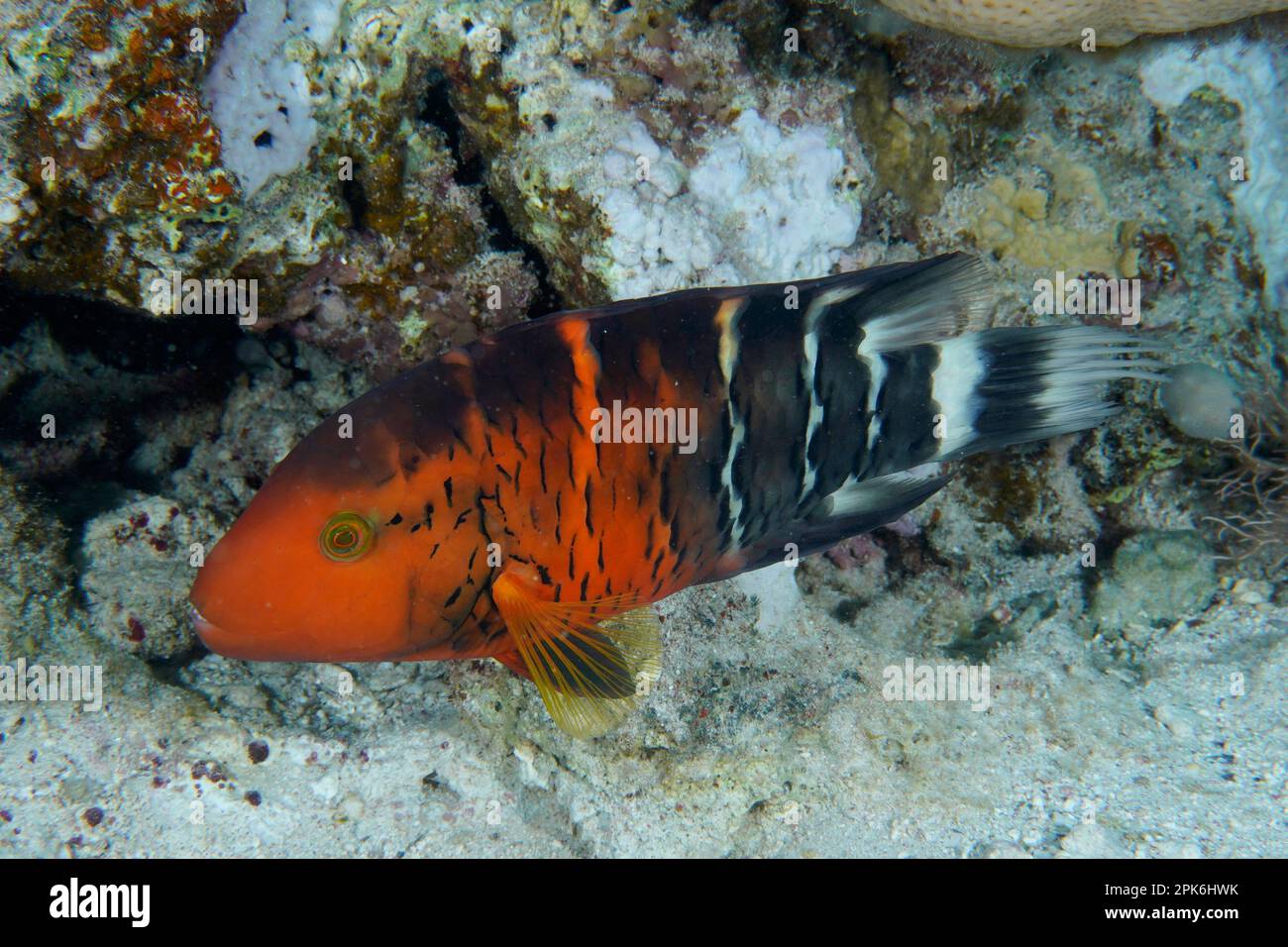 Red Breasted Wrasse (Cheilinus fasciatus) (Cheilinus quinquecinctus ...