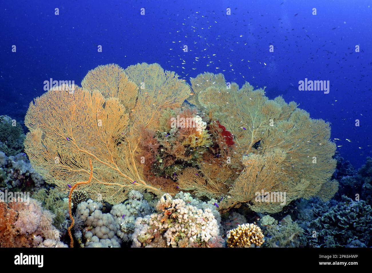 Giant sea fan (Annella mollis), Strait of Tiran dive site, Sinai, Egypt ...