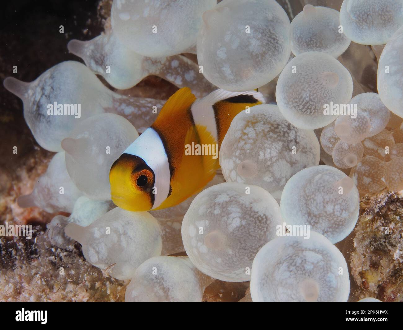 Juvenile red sea clownfish (Amphiprion bicinctus) in its bubble coral ...