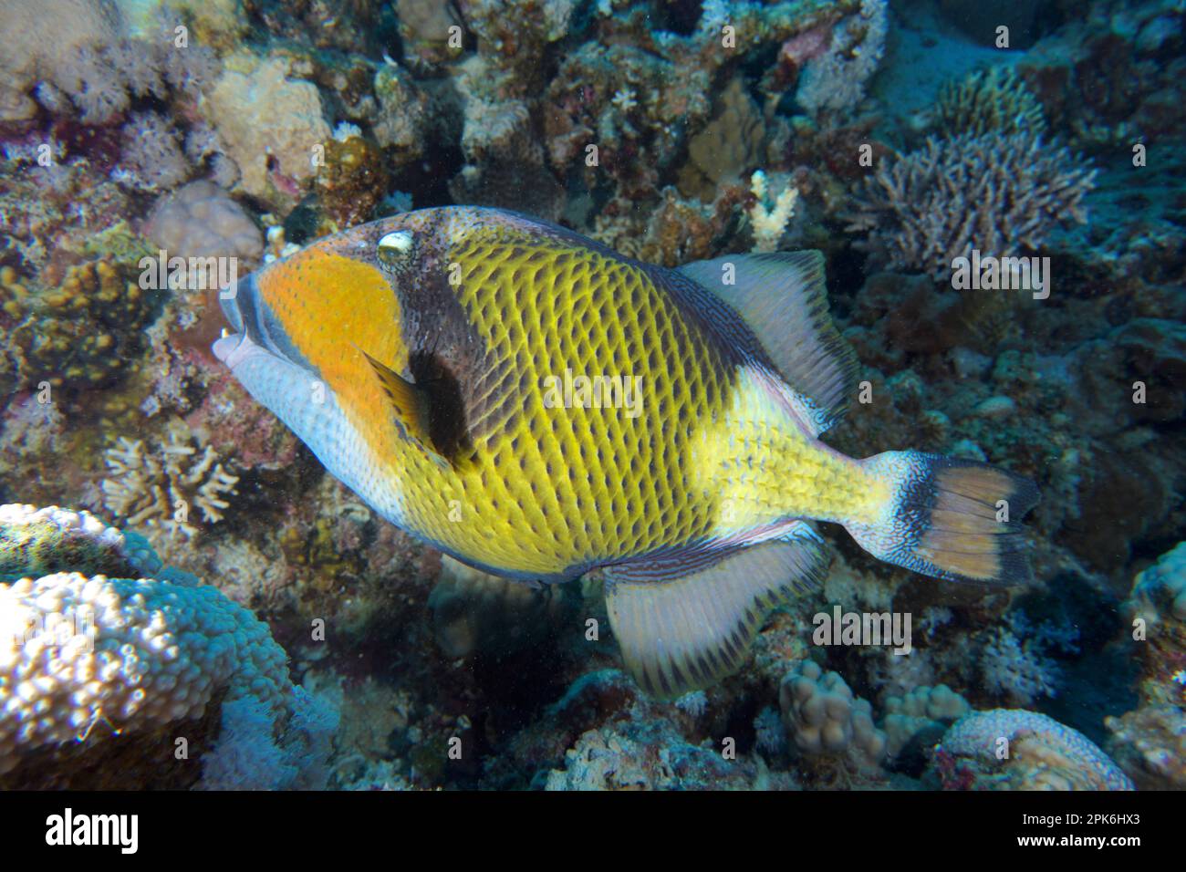 Titan triggerfish (Balistoides Viridescens), House Reef dive site ...