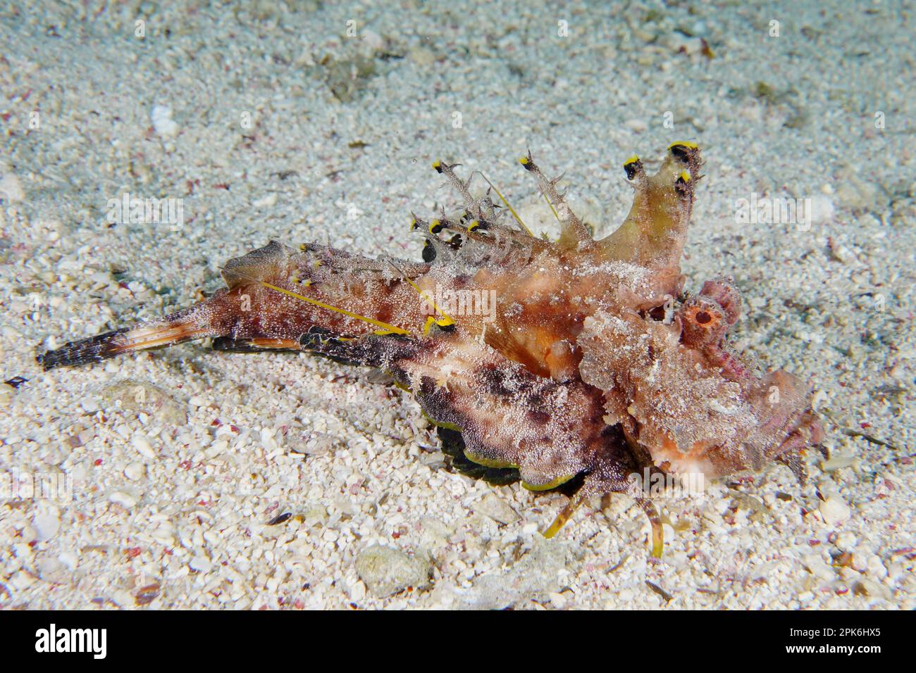 Red Sea Walkman (Inimicus filamentosus), Dive Site House Reef, Mangrove ...