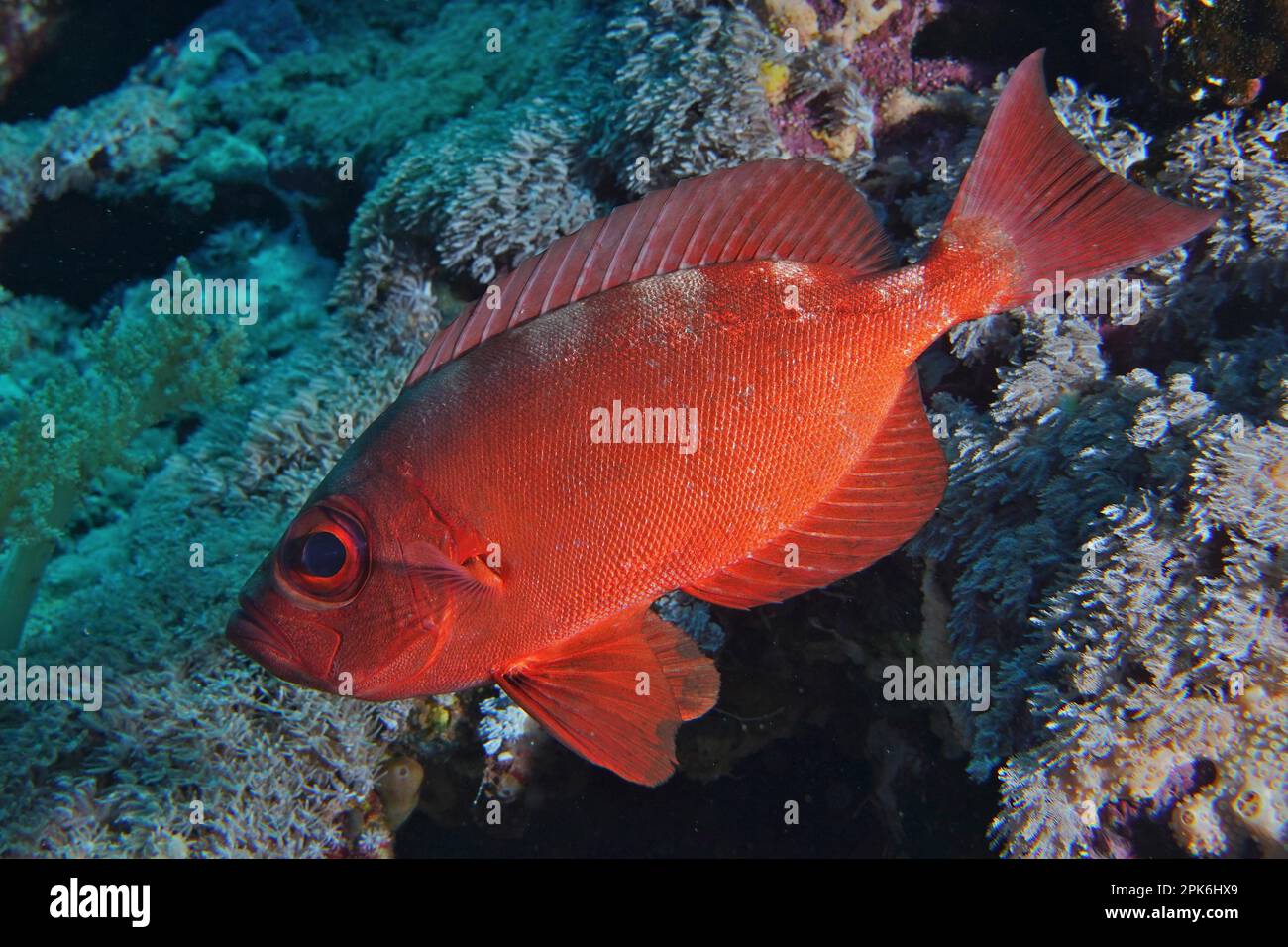Common bigeye (Priacanthus hamrur), Elphinstone Reef dive site, Egypt ...