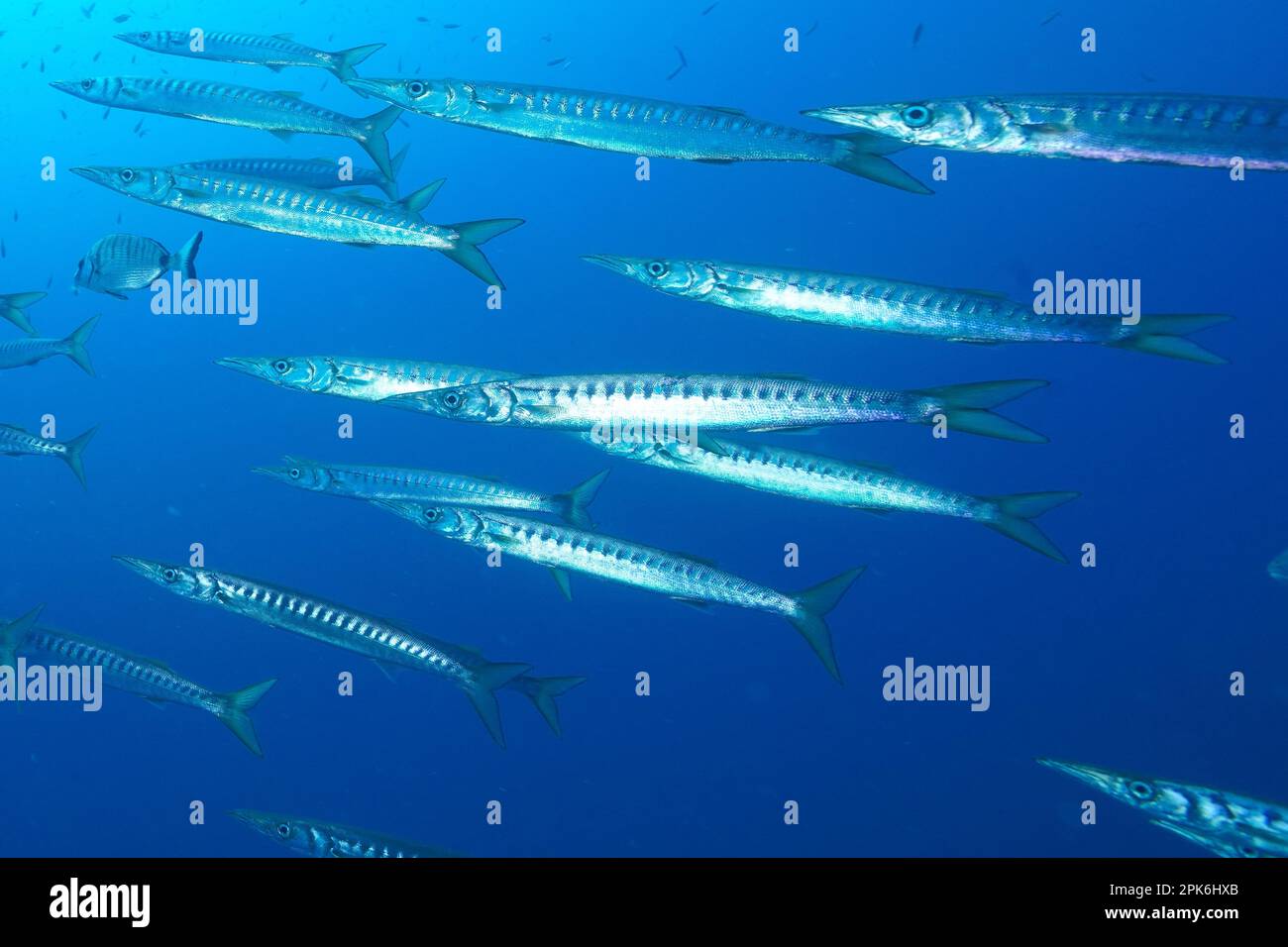 Group, shoal of european barracuda (Sphyraena sphyraena) near Hyeres ...