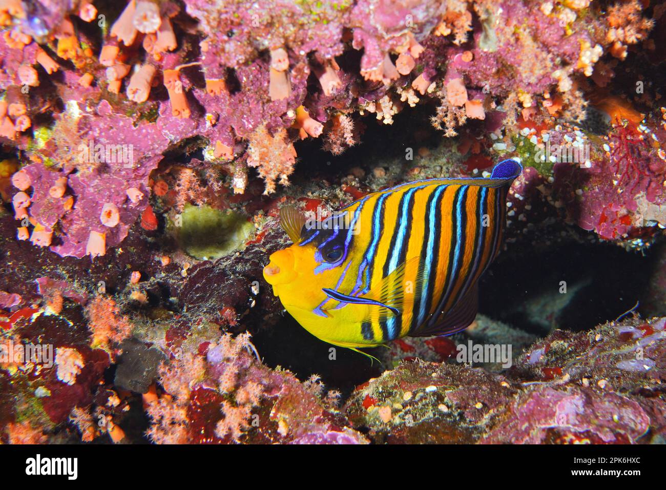 Royal angelfish (Pygoplites diacanthus) in the colourful reef. Dive ...