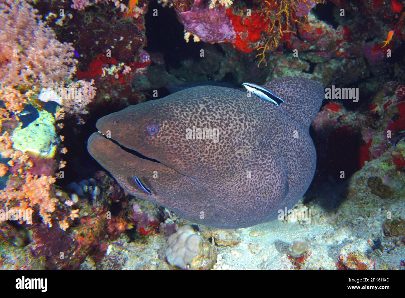 Close-up of giant moray (Gymnothorax javanicus) at cleaning station ...