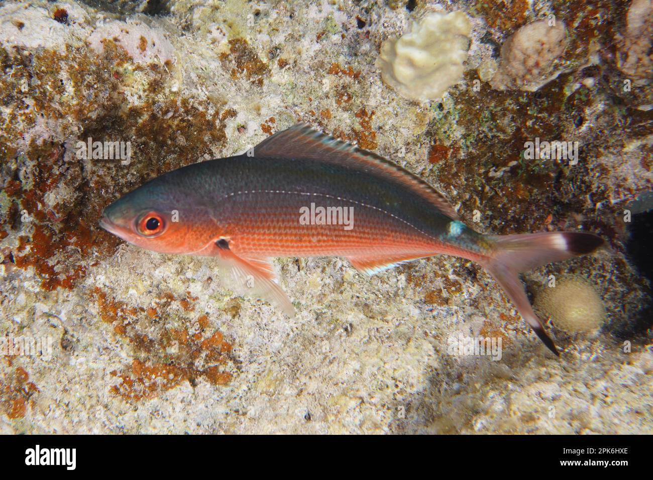 Red Sea Fusilier (Caesio suevica), Fusilier, at night. Dive site Abu ...