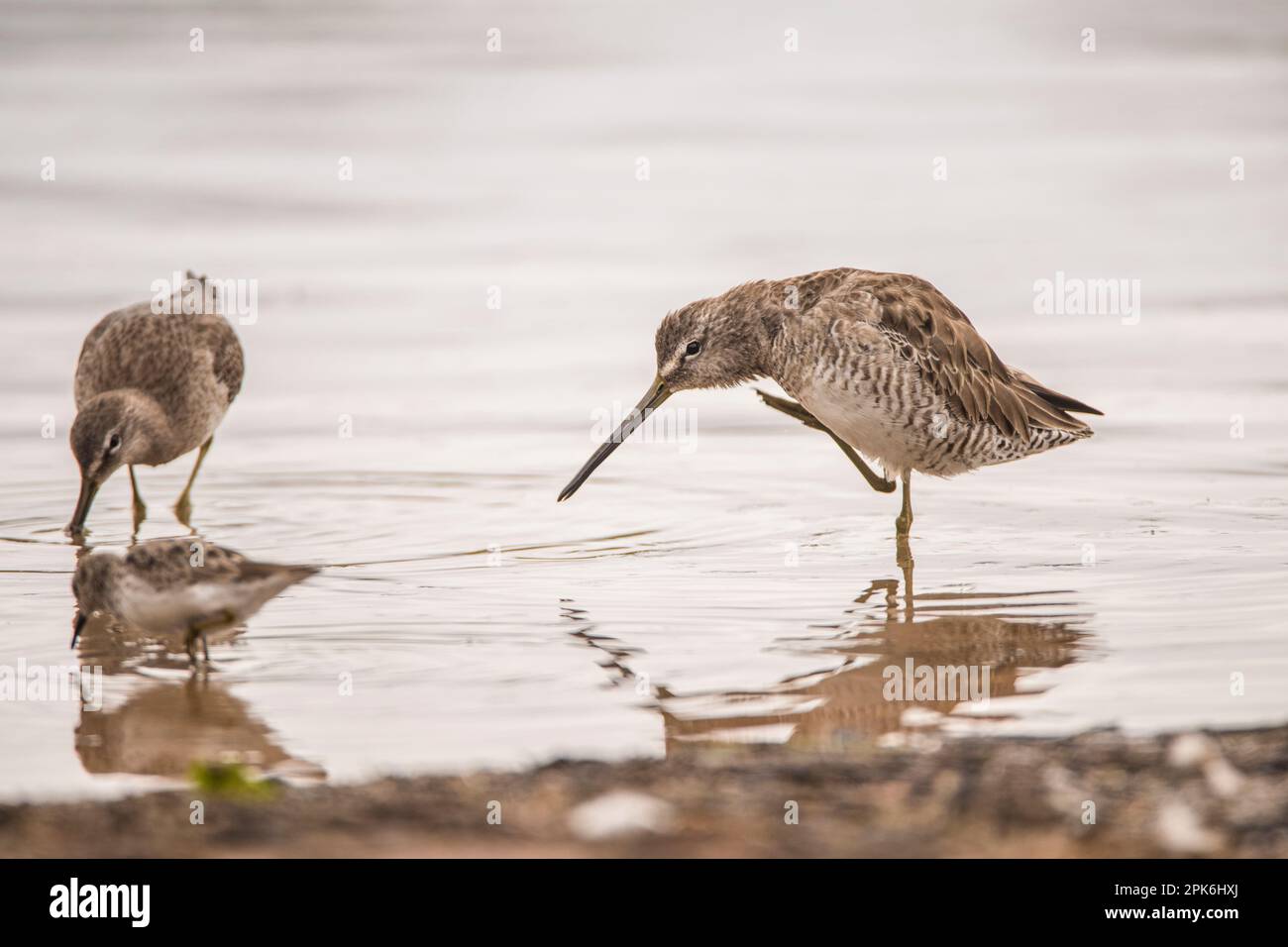 Long-billed dowitchers wading in shallow water of a wetland marsh at ...
