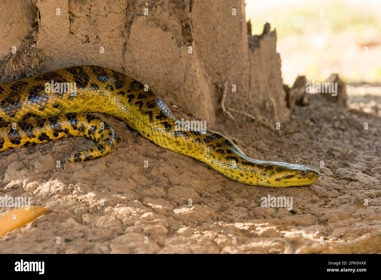 A Yellow-anaconda (Eunectes notaeus) on the ground near Porto Jofre in ...