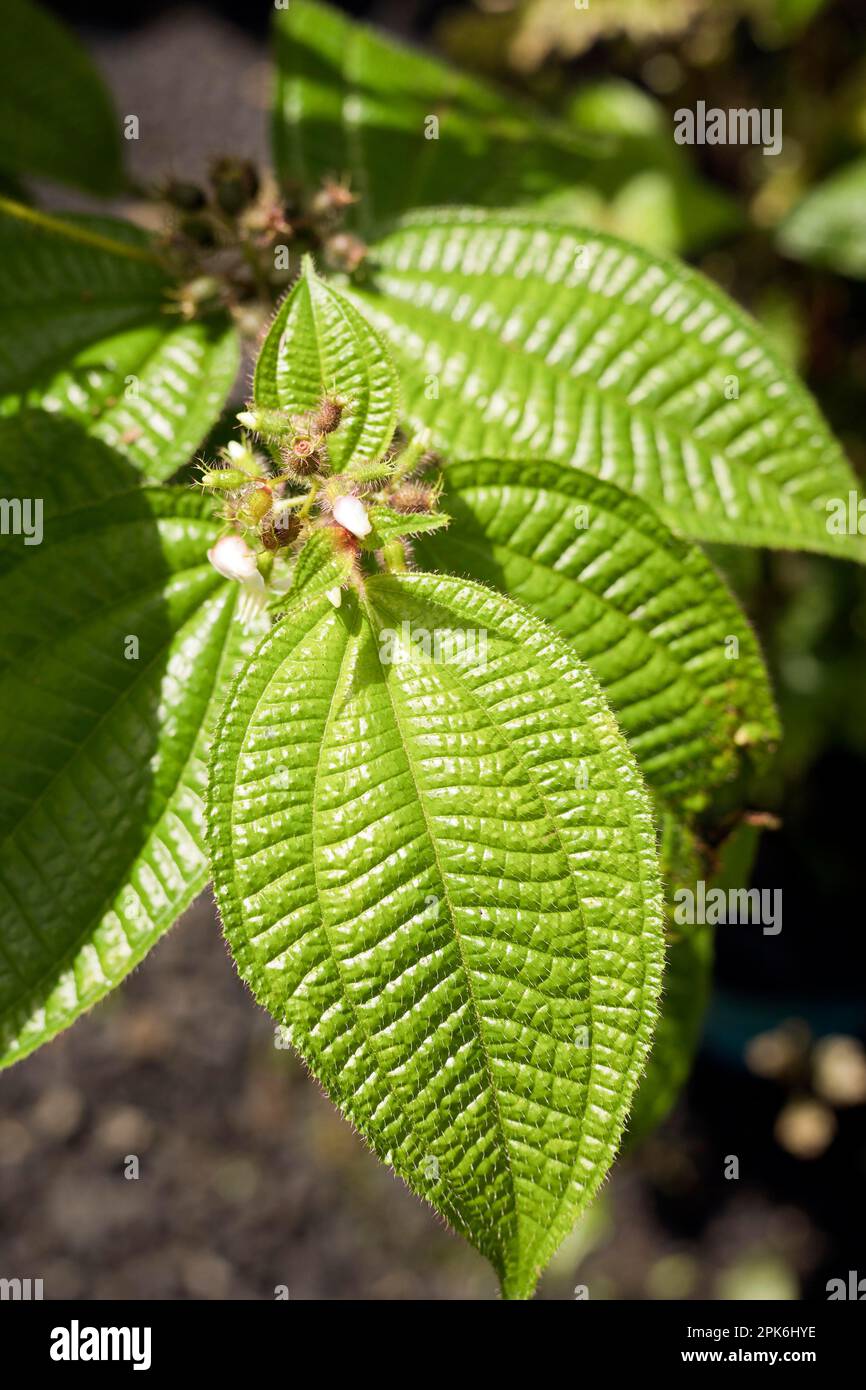 Leaves and flowers of the pepper (Piper nigrum) bush, Mauritius Stock ...