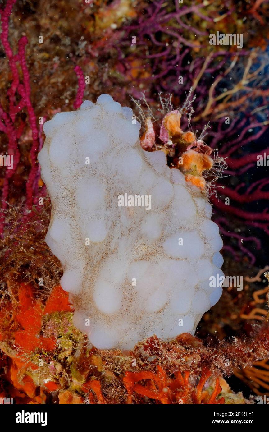 White sea squirt (Phallusia mammillata) in the Mediterranean Sea near ...