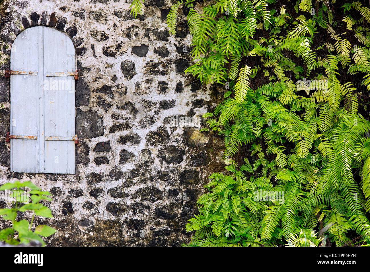 Fern-covered volcanic stone masonry with closed wooden window of a very ...