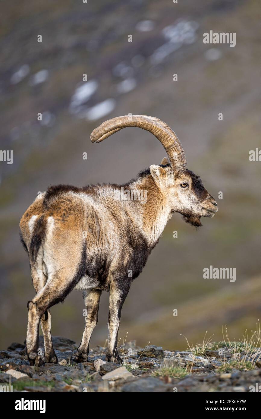 The Iberian ibex, also known as the Spanish ibex, Spanish wild goat and ...