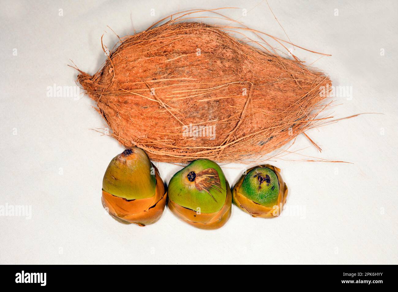 Ripe coconut with three small nuts in different sizes, studio shot with ...