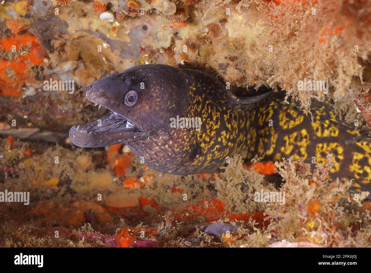 Mediterranean moray (Muraena helena), dive site marine reserve Cap de ...