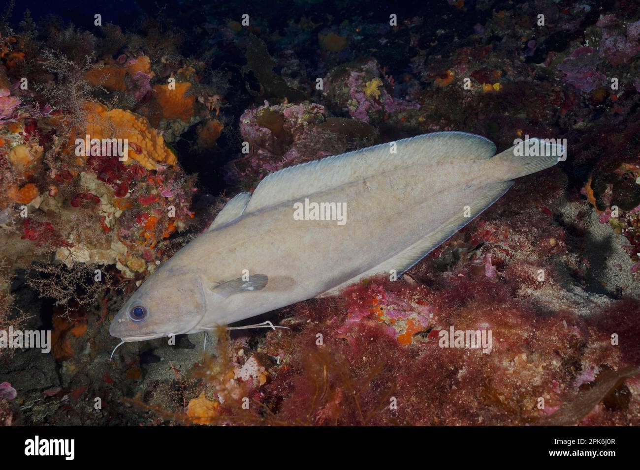 Dark forkbeard (Phycis phycis), light colouration, in the Mediterranean ...