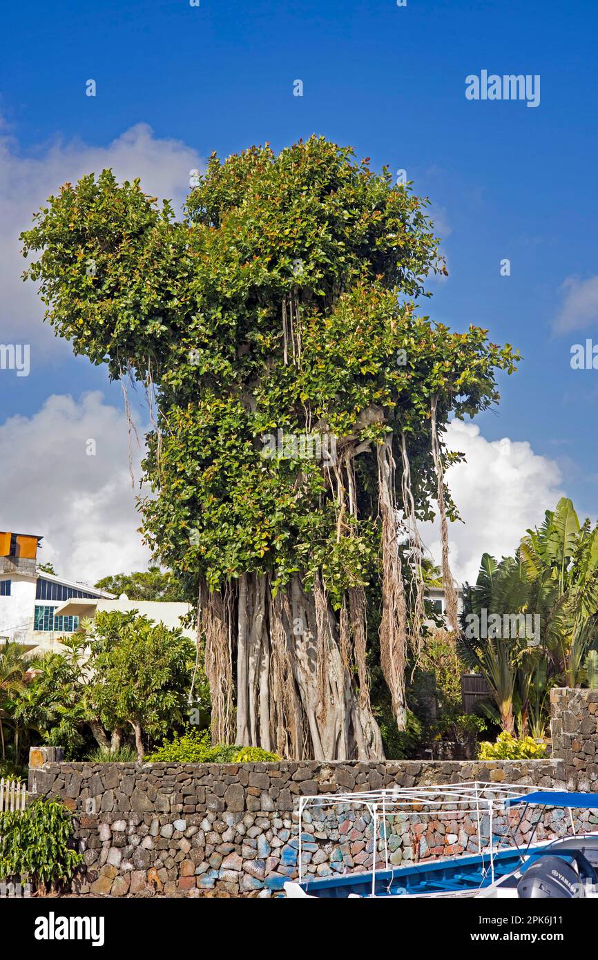A tall banyan tree (Ficus benghalensis), Mauritius Stock Photo - Alamy