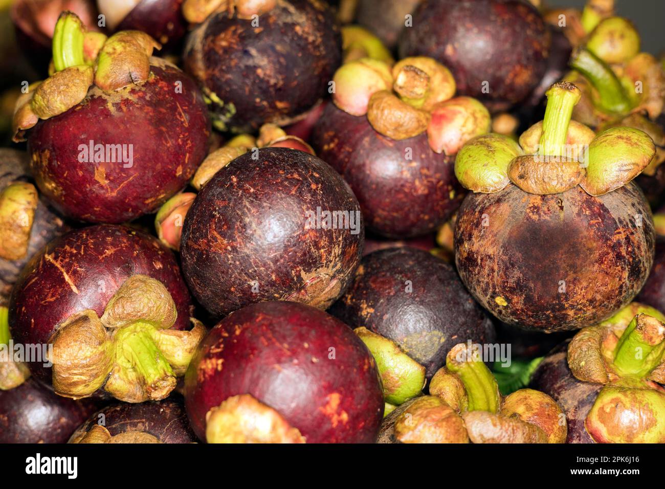 Mangosteen (Garcinia mangostana), food photography, Mauritius Stock ...