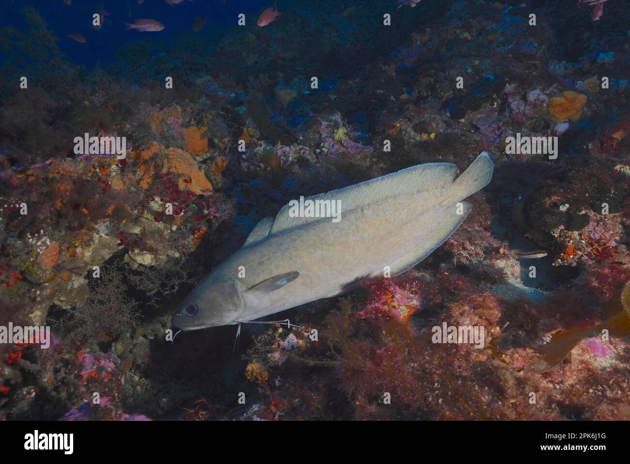 Dark forkbeard (Phycis phycis), light colouration, in the Mediterranean ...