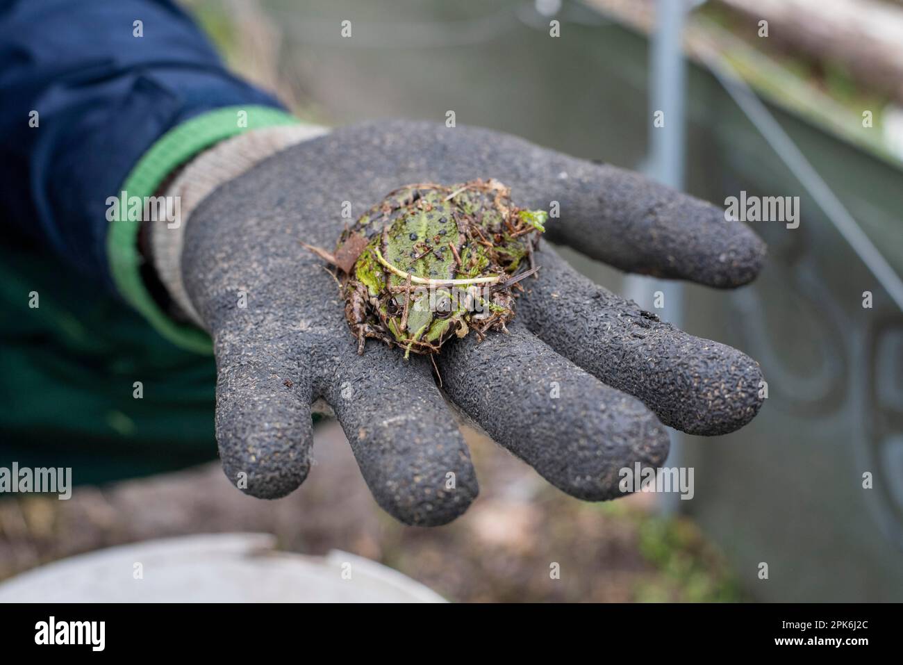 Green frog (Pelophylax esculentus) sitting on a hand, toad fence behind ...