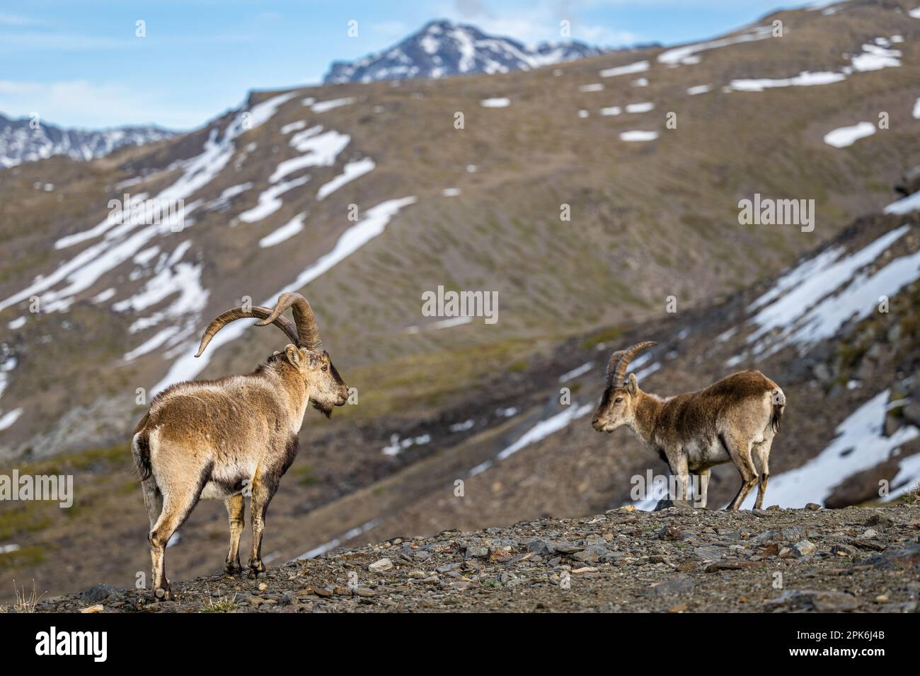 The Iberian ibex, also known as the Spanish ibex, Spanish wild goat and ...