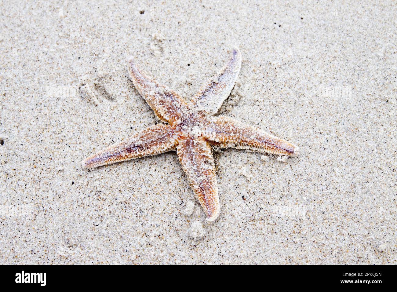 Starfish on the beach, Ringkoebing, Denmark Stock Photo - Alamy