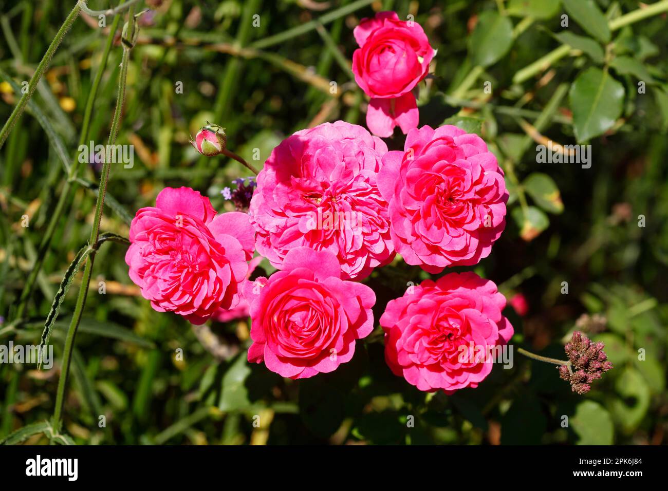 Red Roses, Germany Stock Photo - Alamy