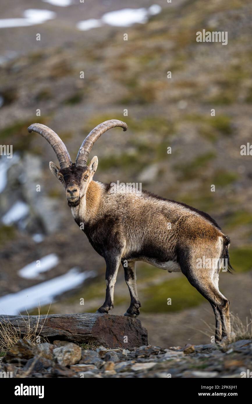 Spanish Ibex