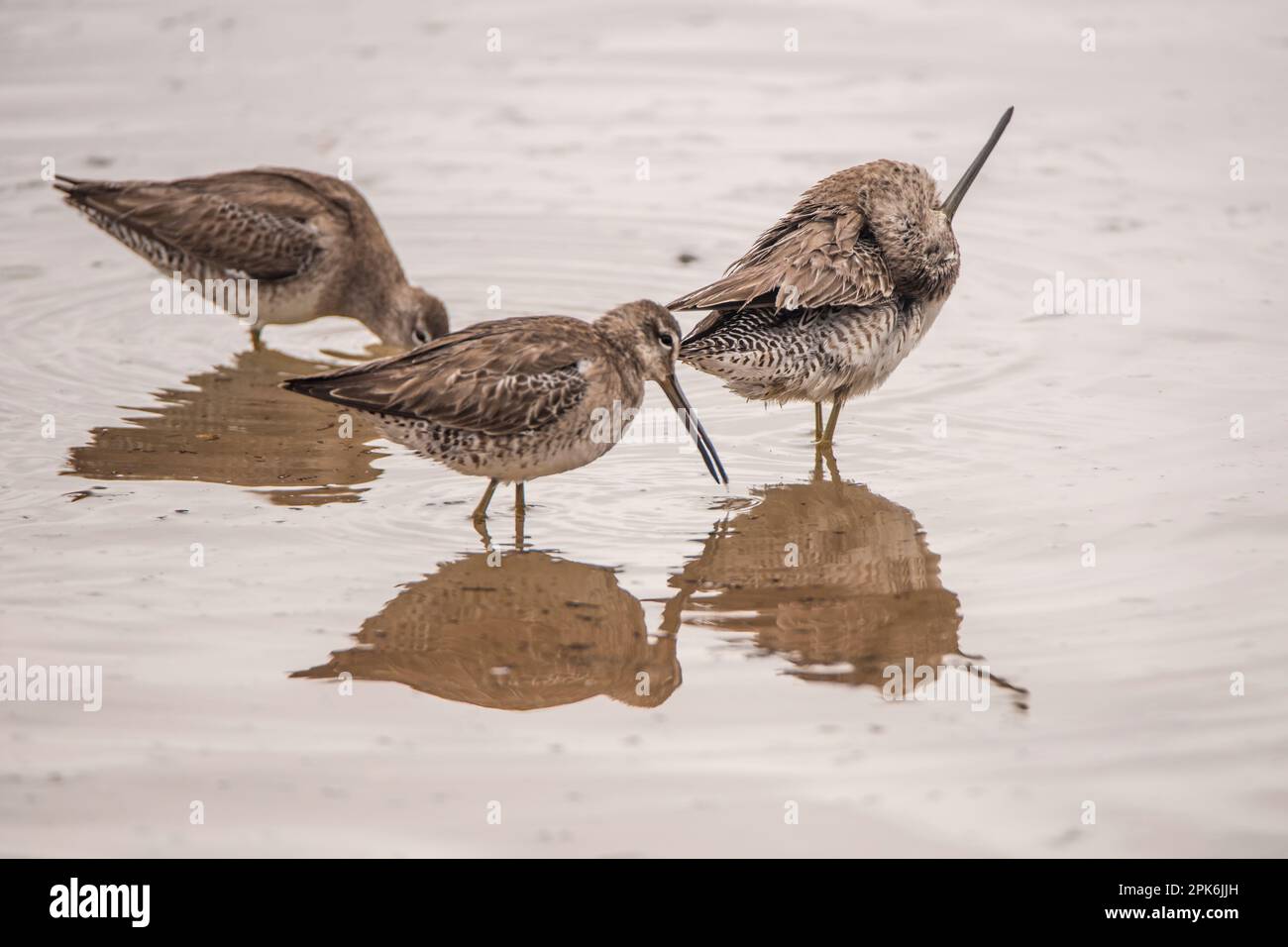 Long-billed dowitchers wading in shallow water of a wetland marsh at ...
