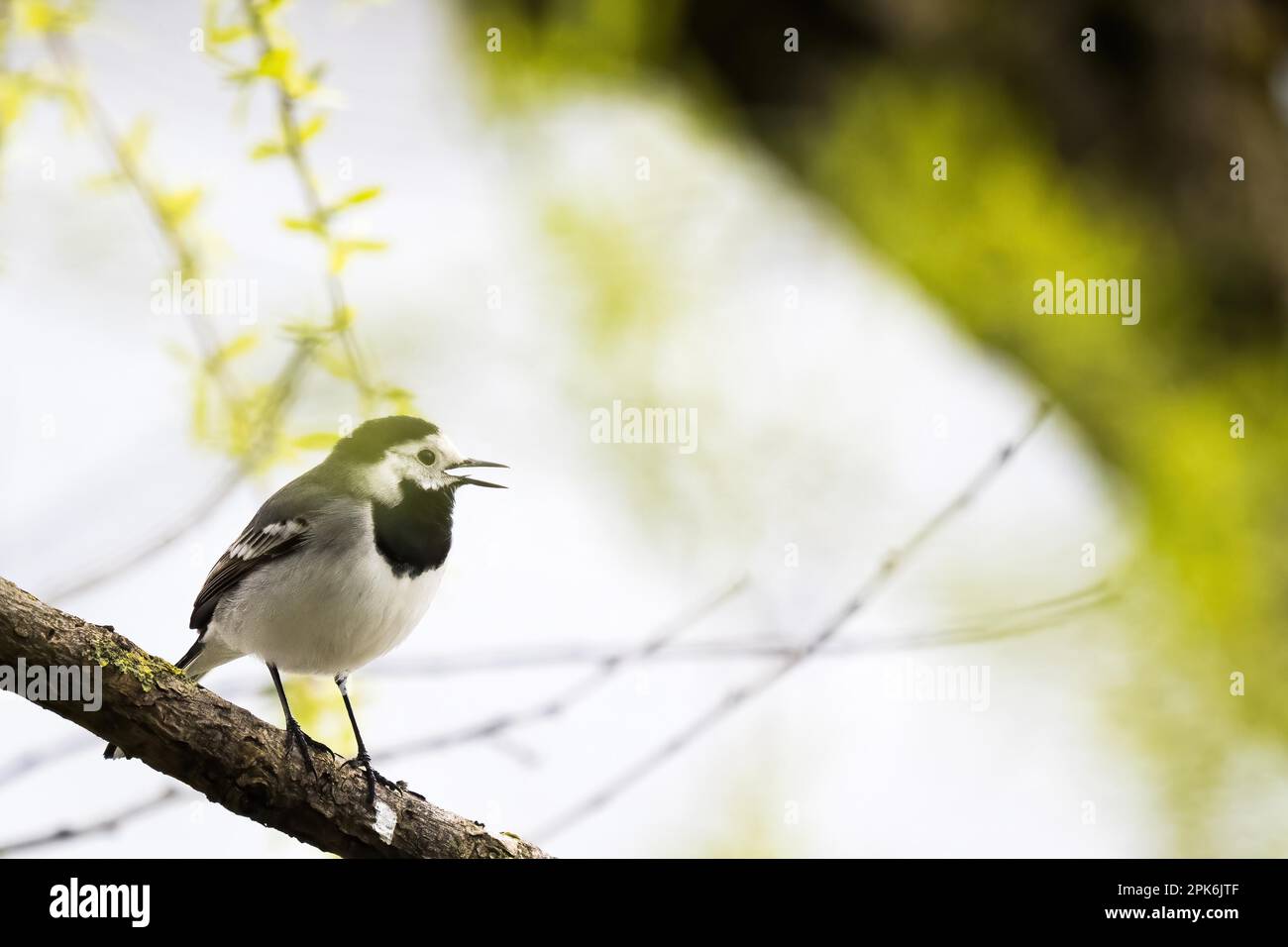 White wagtail (Motacilla alba), standing on branch, chirping, Hesse ...
