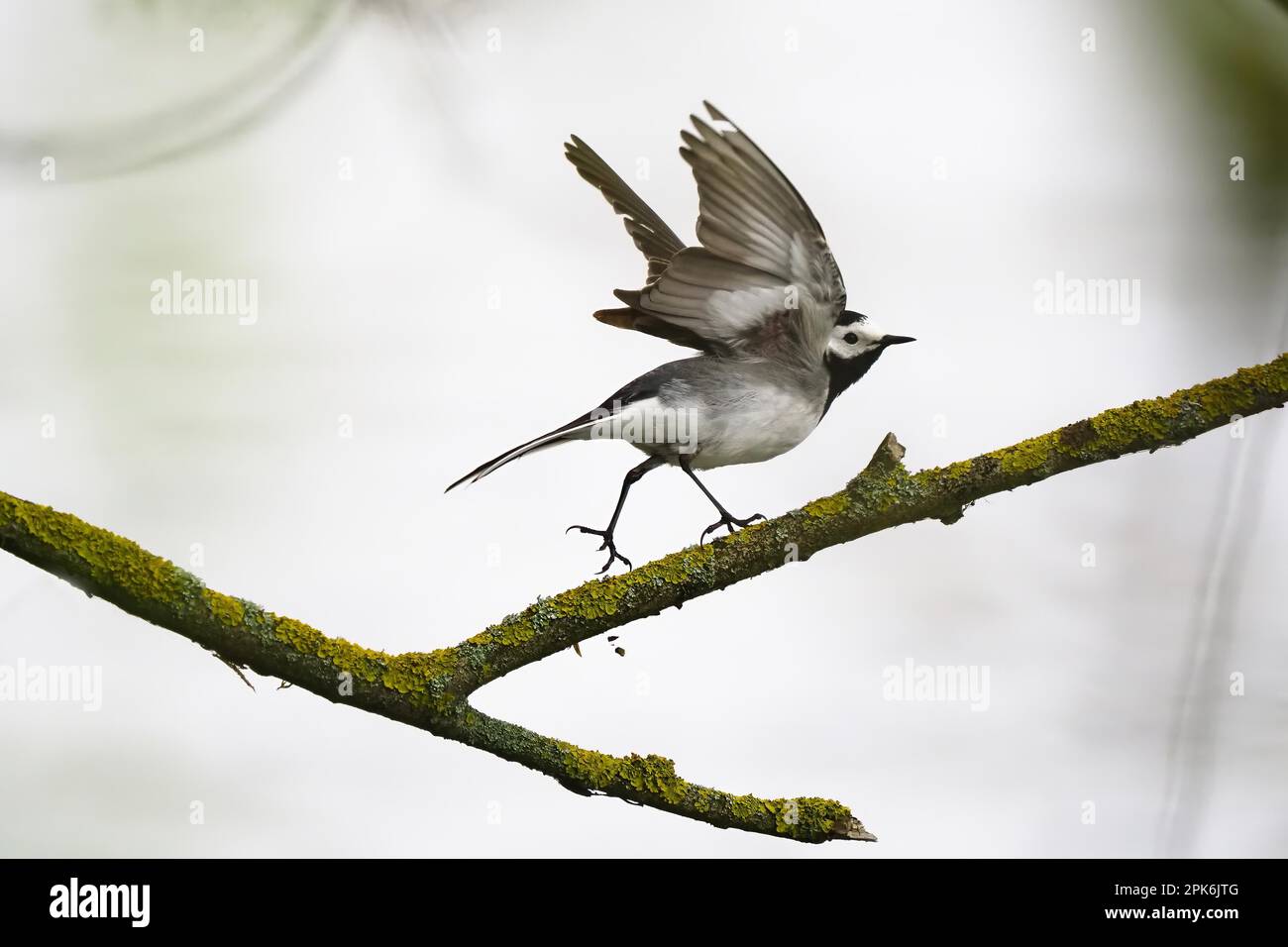 White wagtail (Motacilla alba), taking off from Zeig, Hesse, Germany ...