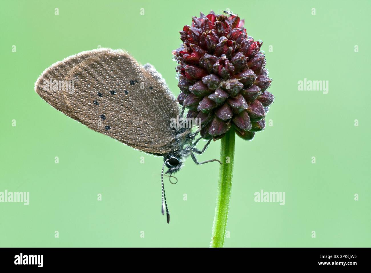 Dusky large blue (Glaucopsyche nausithous) on great burnet (Sanguisorba ...