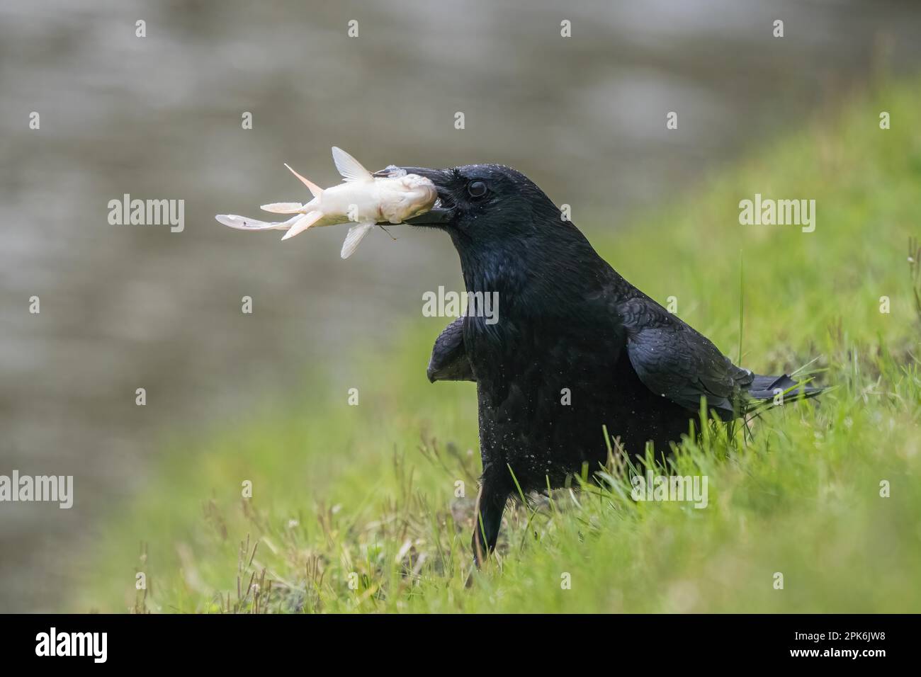 Carrion crow (Corvus corone corone) with captured fish in its beak ...