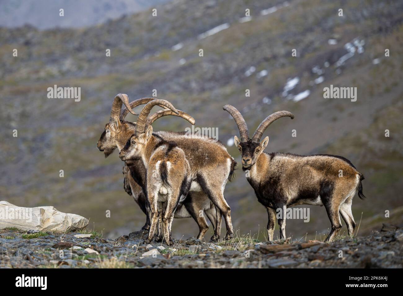 The Iberian ibex, also known as the Spanish ibex, Spanish wild goat and ...
