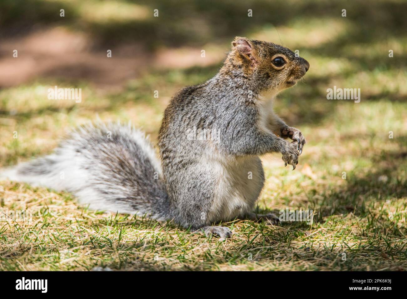An Arizona Gray Squirrel, a rodent with limited distribution, in Ramsey ...