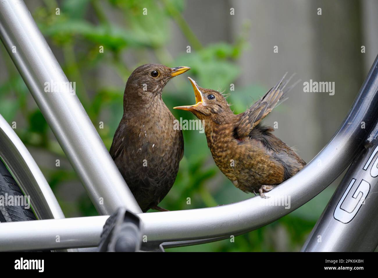 Blackbird (Turdus merula), almost fledged young bird, sitting on a ...