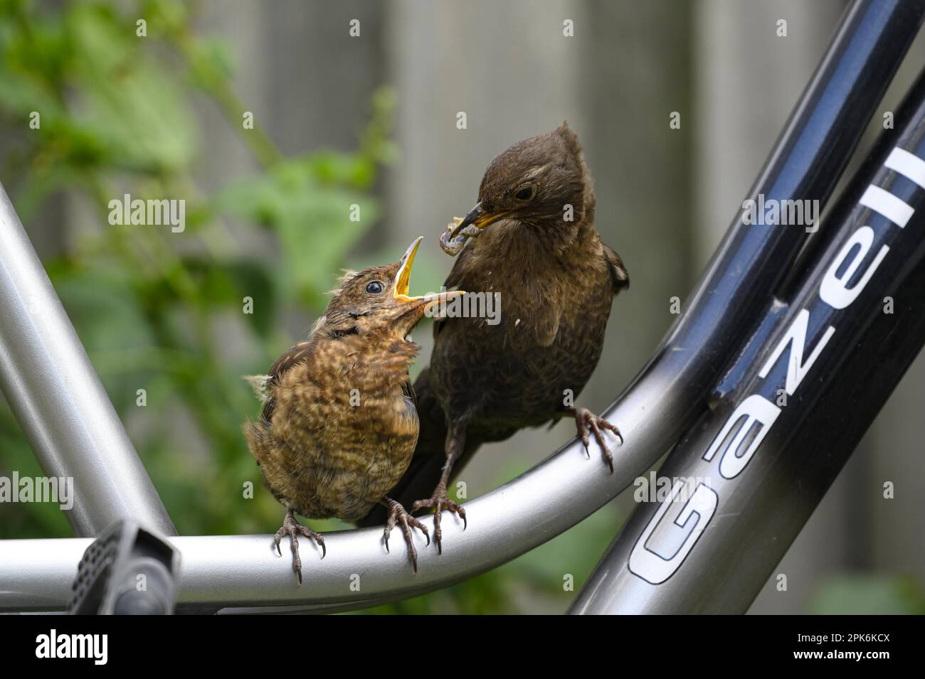 Blackbird (Turdus merula), almost fledged young bird, sitting on a ...
