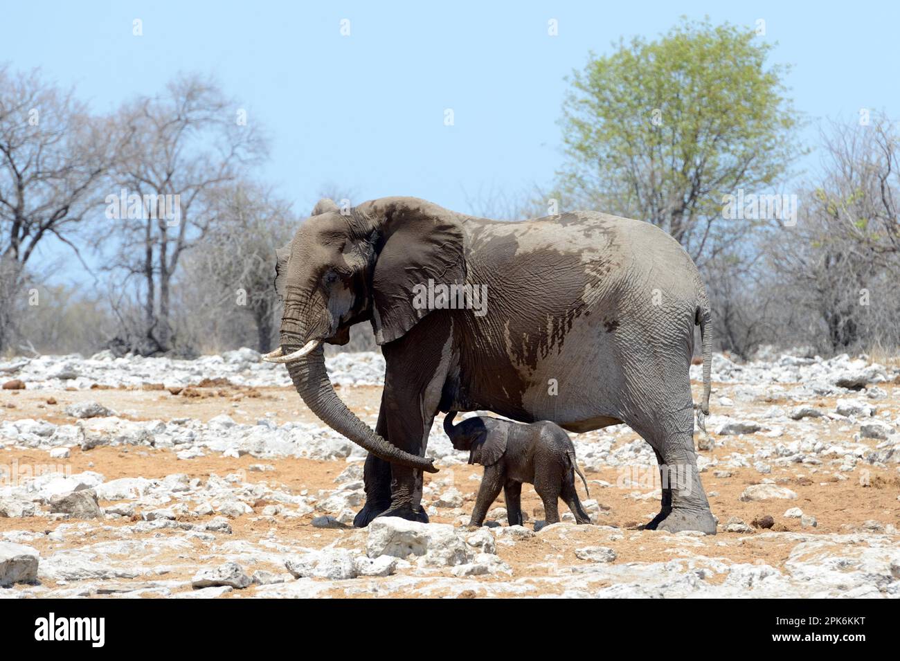 Elephant helping calf hi-res stock photography and images - Alamy