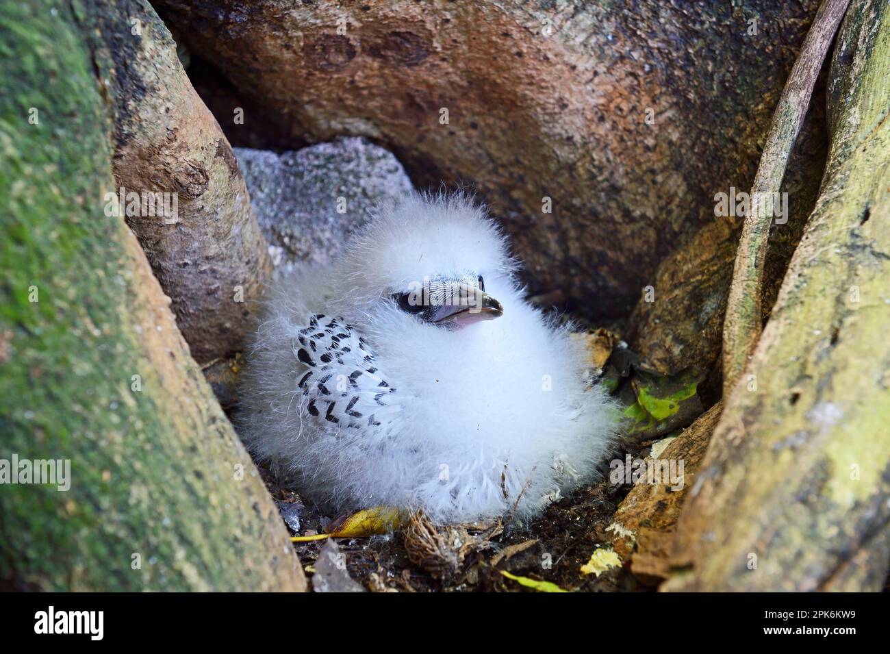 White-tailed Tropicbird (Phaethon lepturus lepturus), young in nest ...