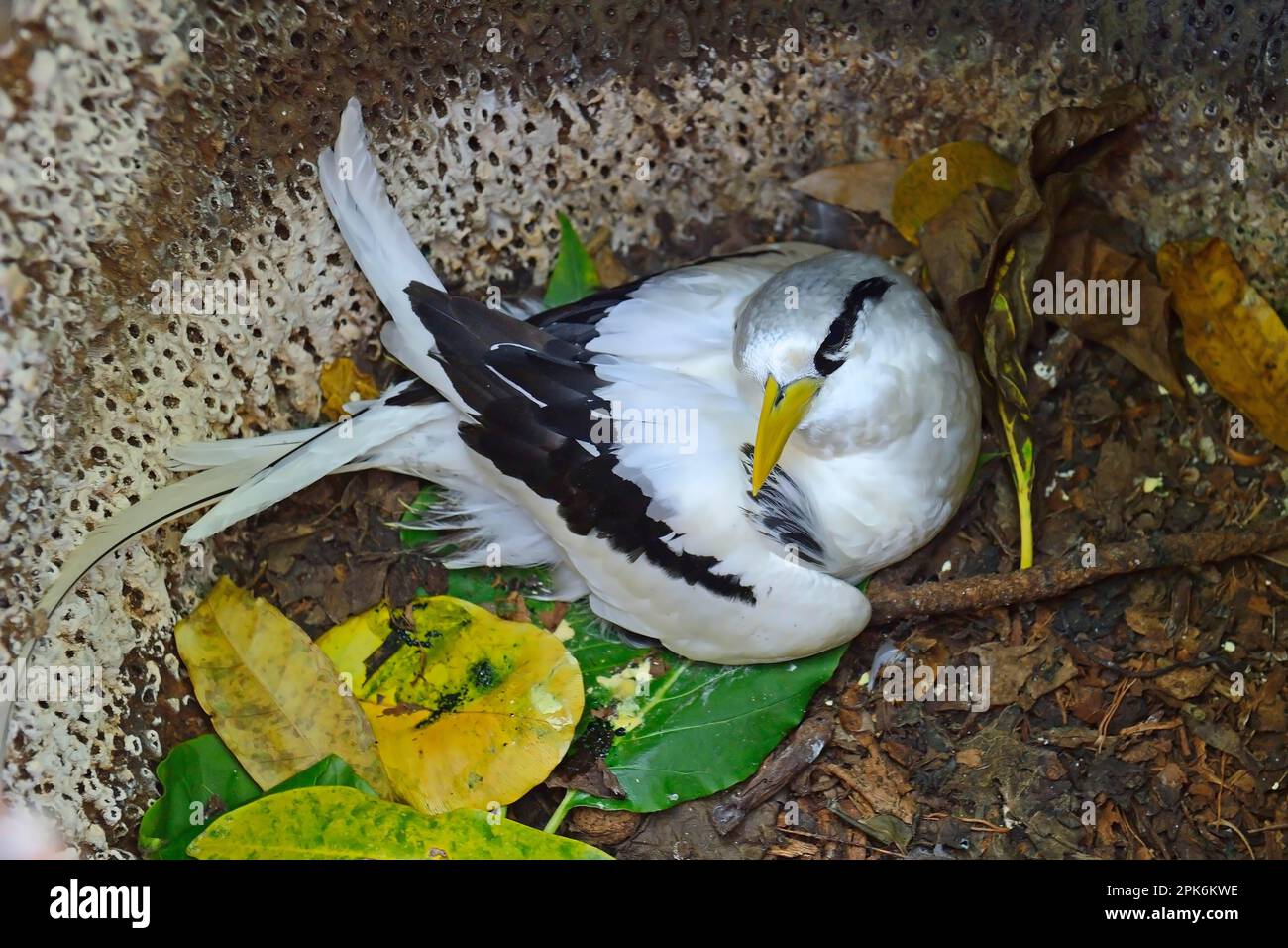 White-tailed Tropicbird (Phaethon lepturus lepturus), breeds in hollow ...