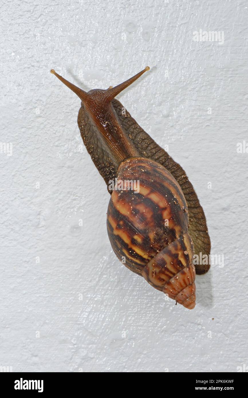 African Giant Snail Achatina Immaculata Praslin Island Seychelles