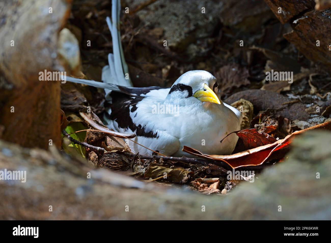 White-tailed Tropicbird (Phaethon lepturus lepturus), breeds in hollow ...