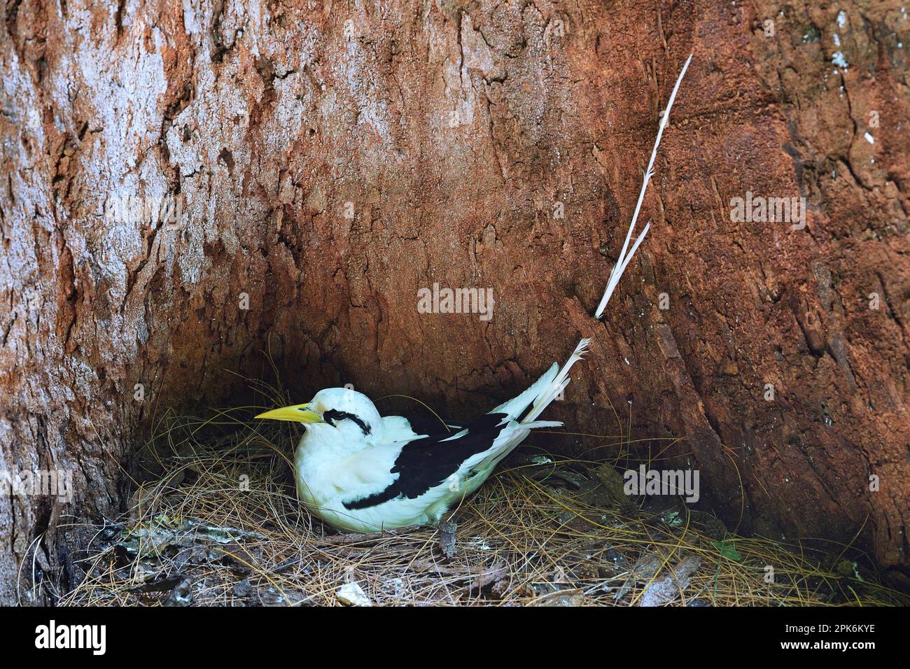 White-tailed Tropicbird (Phaethon lepturus lepturus), breeds in hollow ...