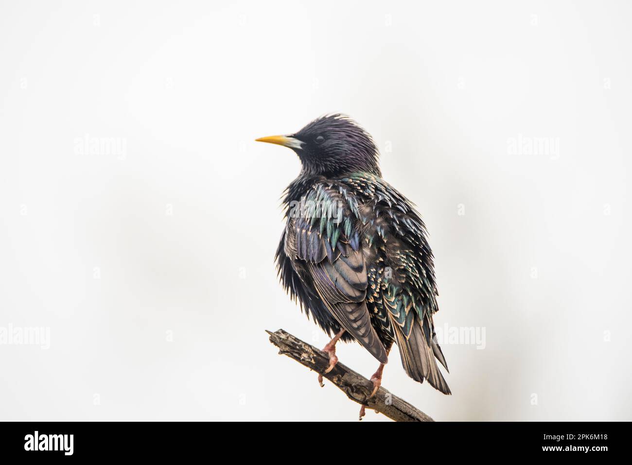 A European starling in breeding plumage against a plain background ...