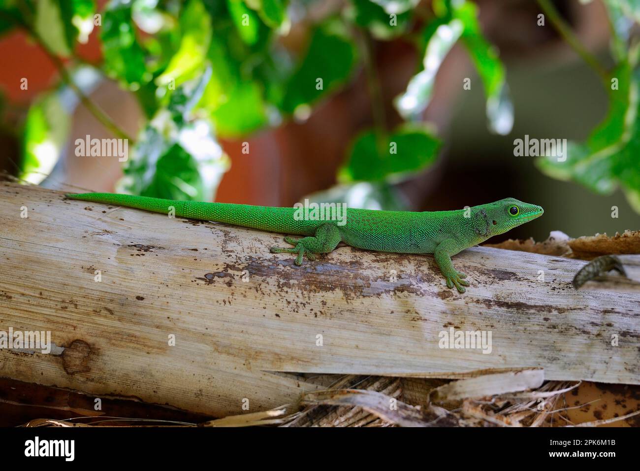 Seychelles giant day gecko (Phelsuma sundbergi sundbergi), Praslin ...