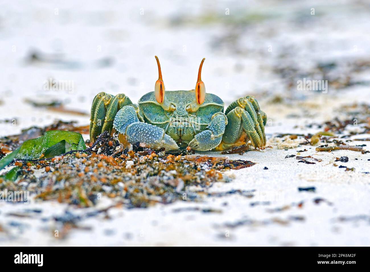 Rider crab (Ocypode ceratophthalmus), Grand Anse, Praslin Island ...