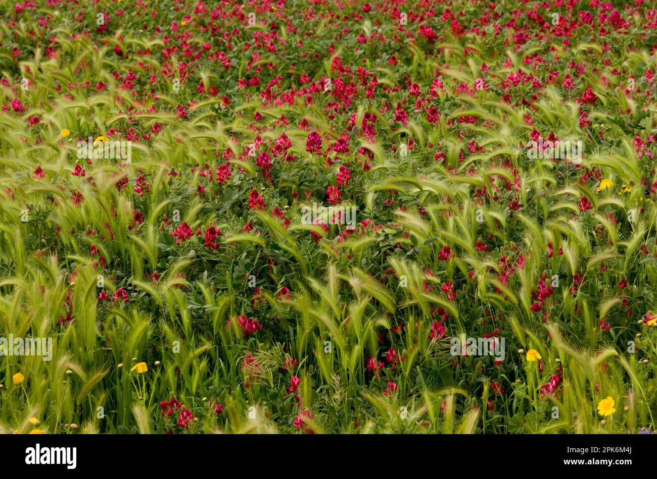 Italian sulla coronaria (Hedysarum coronarium) Flowering mass, growing ...