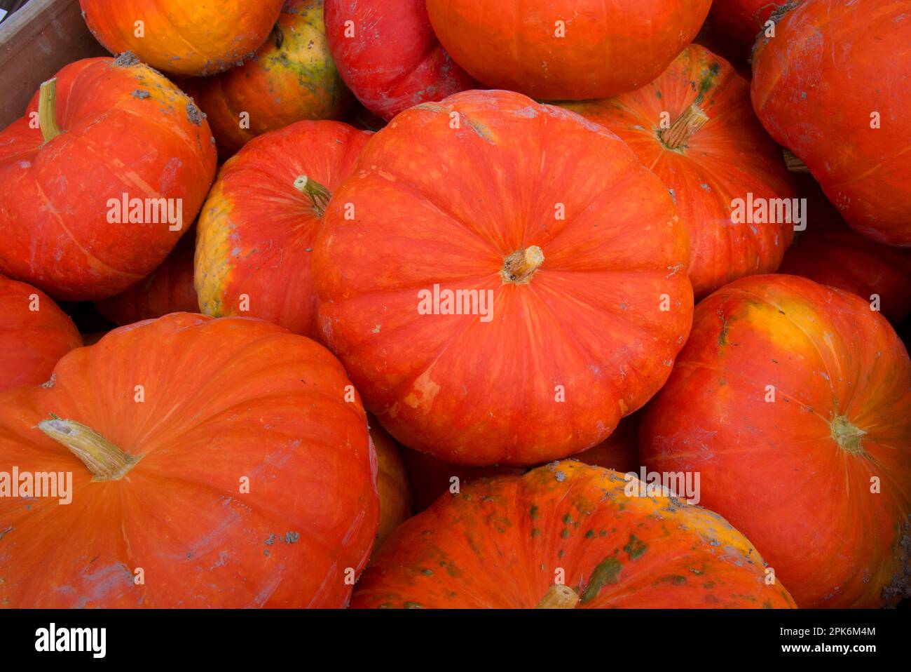 Pumpkin (Cucurbita sp.) harvested crop in pile, near Pouzay, Indre-et ...