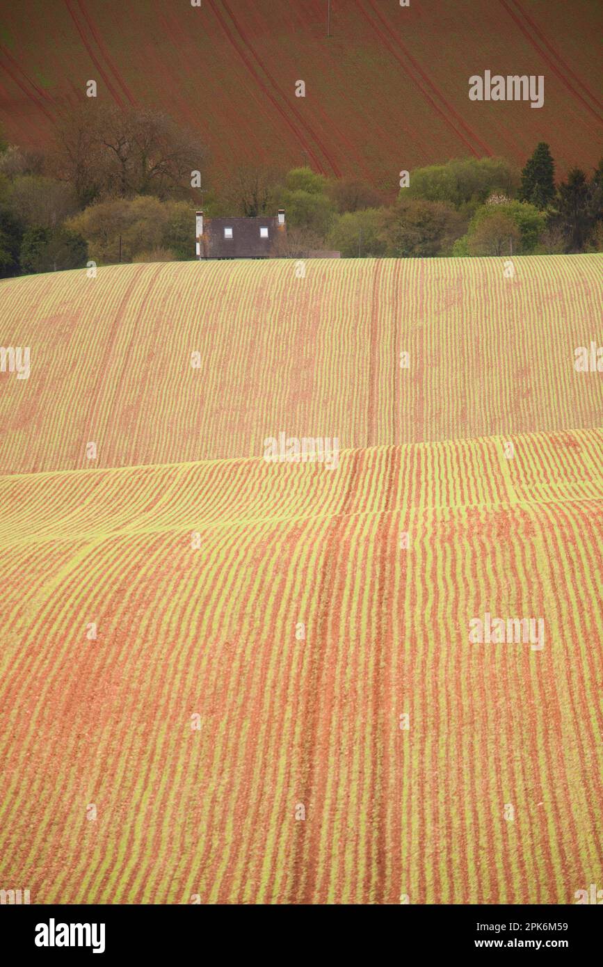 Small cottage partly hidden by rolling hills with new spring crop, at ...