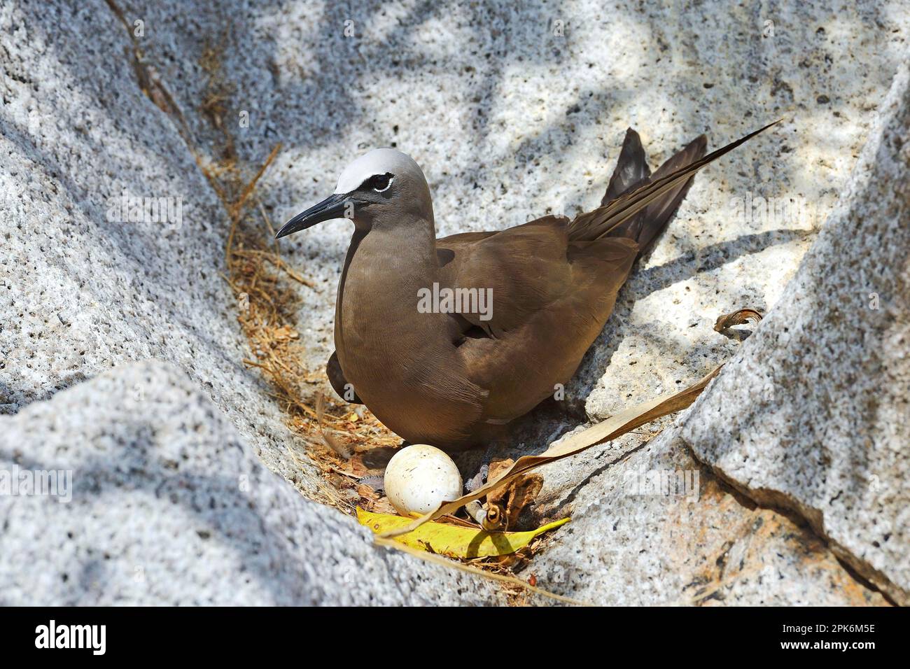 Brown, brown noddy (Anous stolidus), breeding on egg, Cousin Island ...
