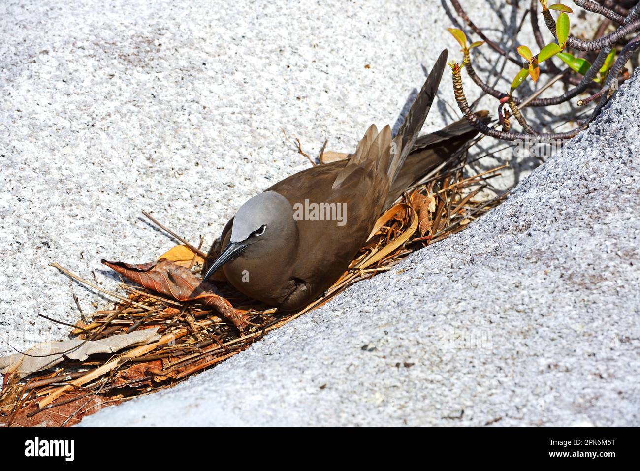 Brown, brown noddy (Anous stolidus), breeding on egg, Cousin Island ...